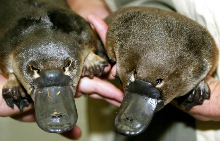 Climate change pushing Australia's platypus towards extinction ...