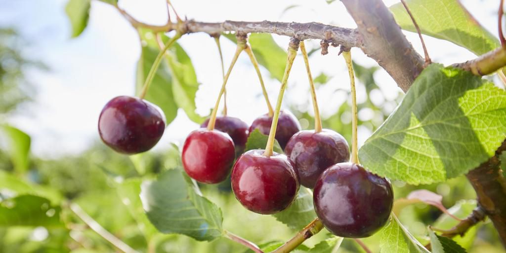 Dr. Pimple Popper Just Squeezed One Whole 'Cherry' From Her Patient's ...