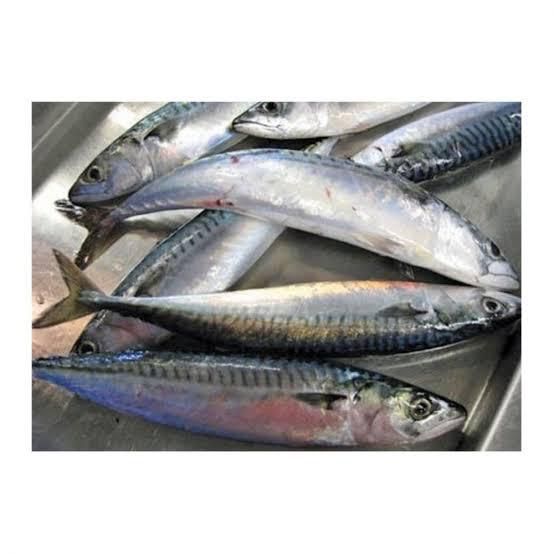 Water pollution is causing scarcity of Titus fish, dealers cry out ...