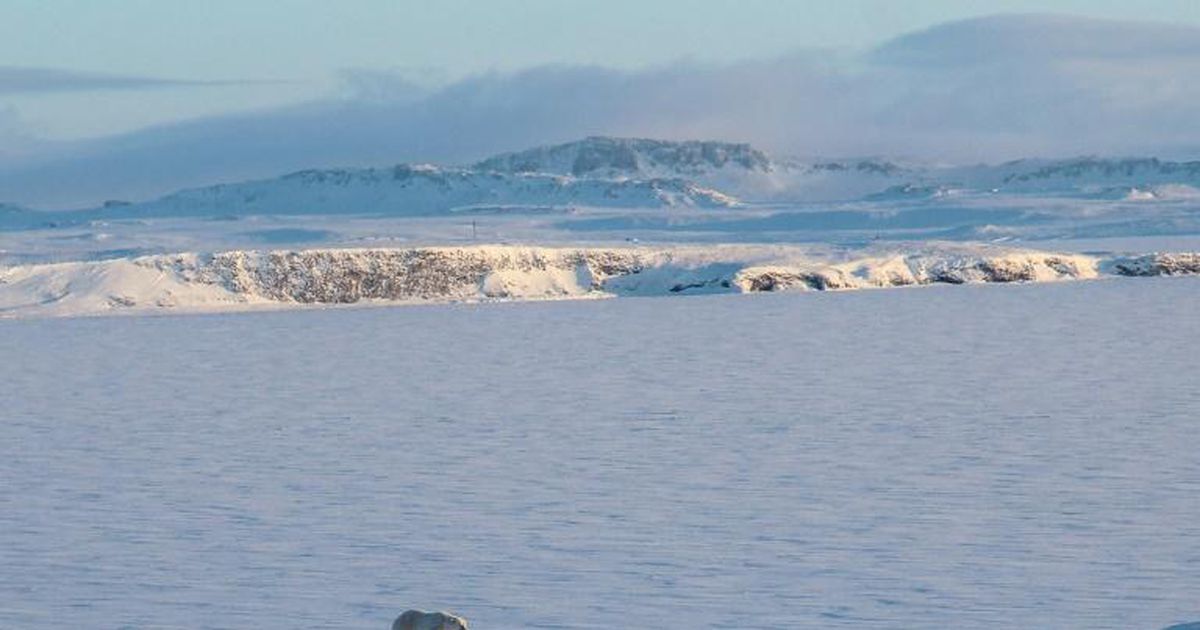 Cannibalism on rise among polar bears, say Russian scientists | Pulse ...
