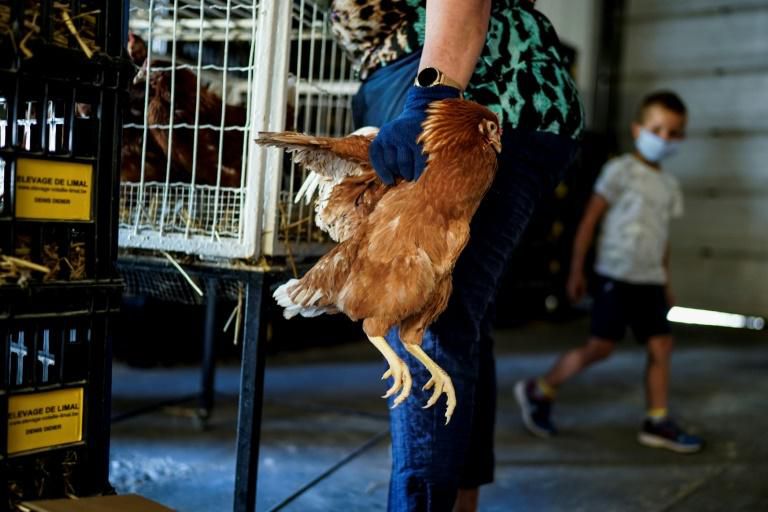 Cooped up Belgians in a flap for chickens | Pulse Nigeria