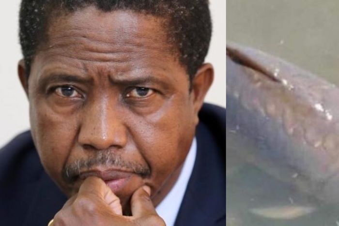 Zambian Prez, citizens mourn 22-year-old fish which "brought students ...