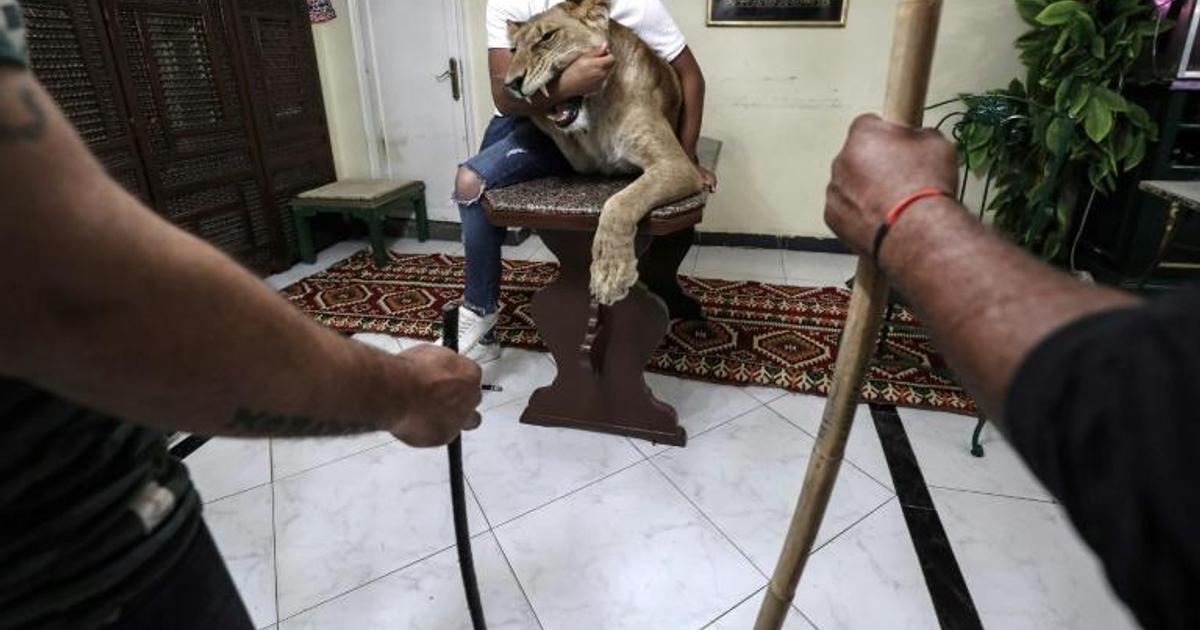 Lion tamers live-stream shows from Cairo living room | Pulse Nigeria