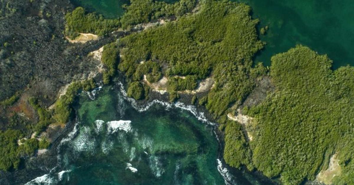 Scientists discover 30 new species in Galapagos depths | Pulse Nigeria