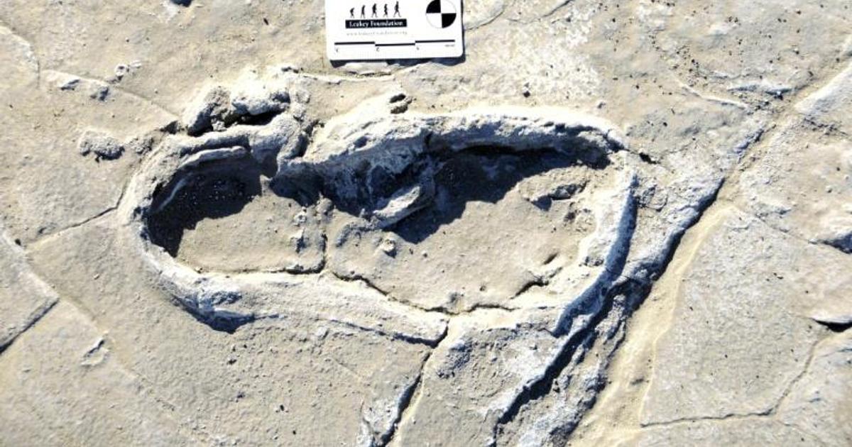 Making tracks: ancient footprints shed light on early humans | Pulse ...
