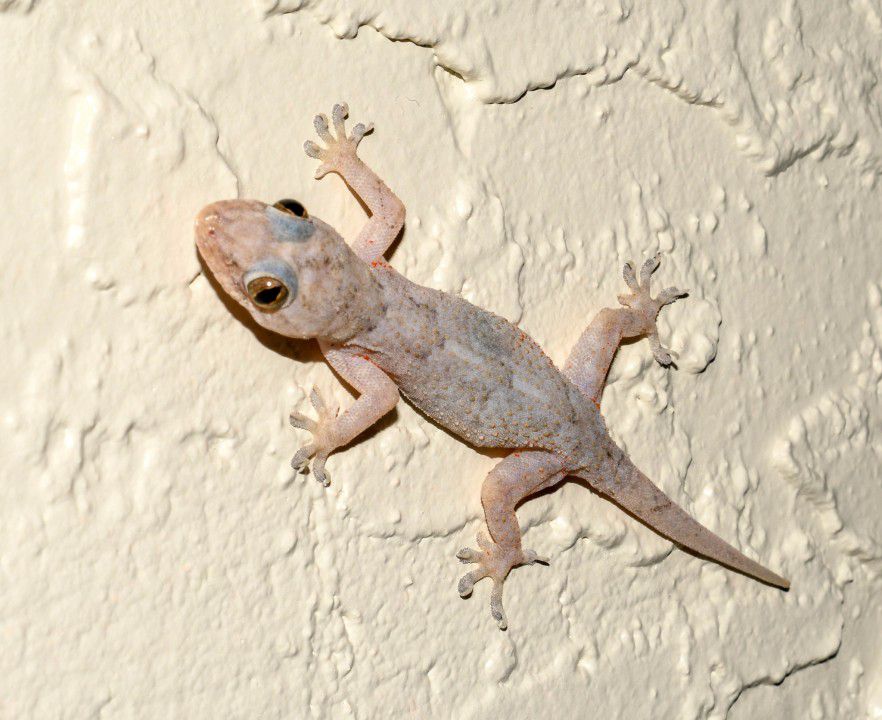 5 Ways to prevent wall geckos from your home | Pulse Nigeria