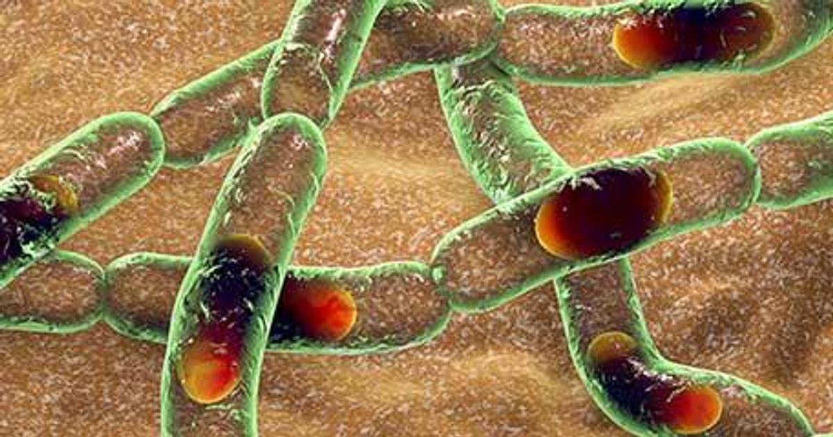 FAO strengthens partnership with FG to control spread of Anthrax in ...