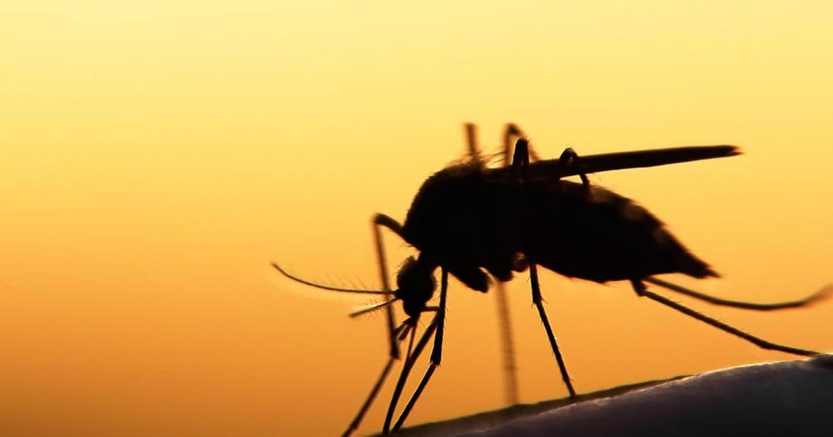 All the deadly illnesses that can come out of a mosquito bite | Pulse ...
