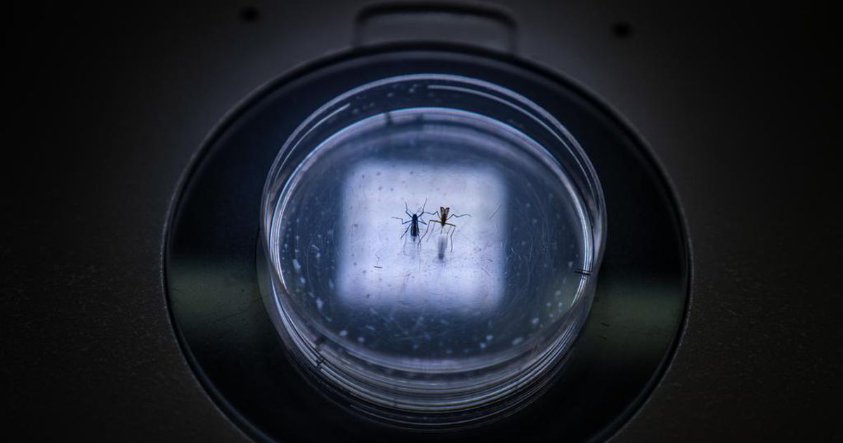 What Stephanie Nolen learnt from chasing mosquitoes around the world ...