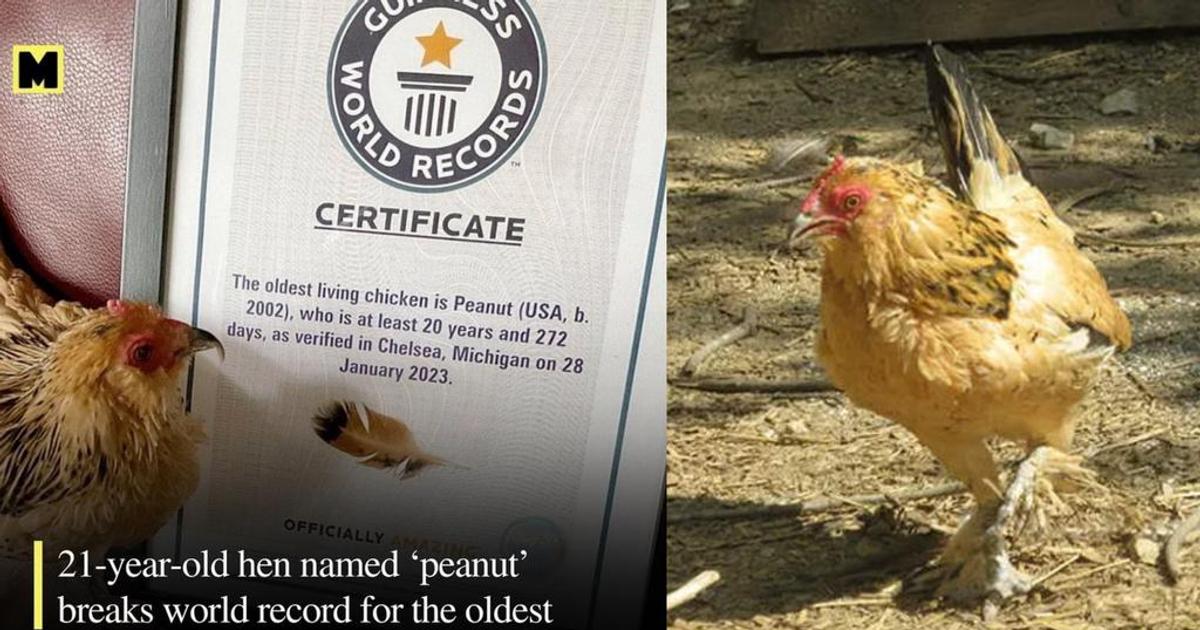 World's oldest chicken alive is 21 years old, gets certificate from ...