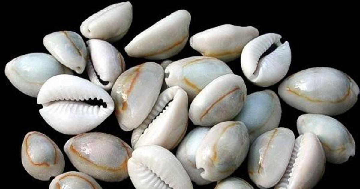 The origin story of cowrie shells, their significance and symbolism ...