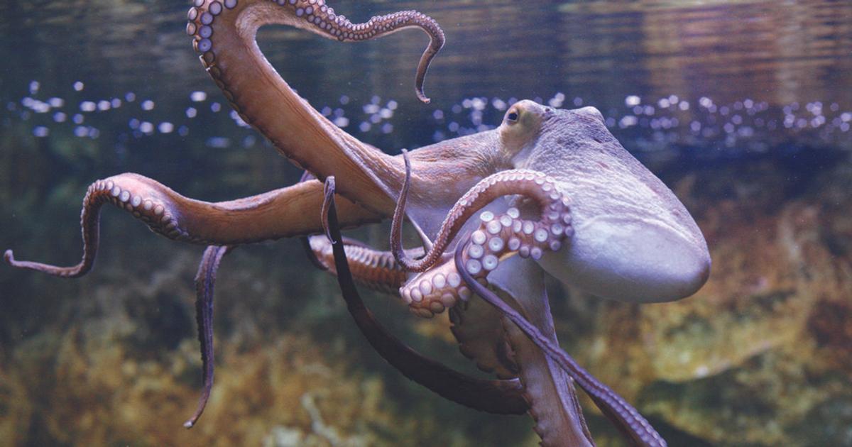 Did you know that octopuses have blue blood? Here are all the facts ...