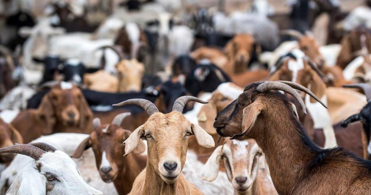 2 suspects confess to stealing 57 goats and 28 sheep in Gombe | Pulse ...