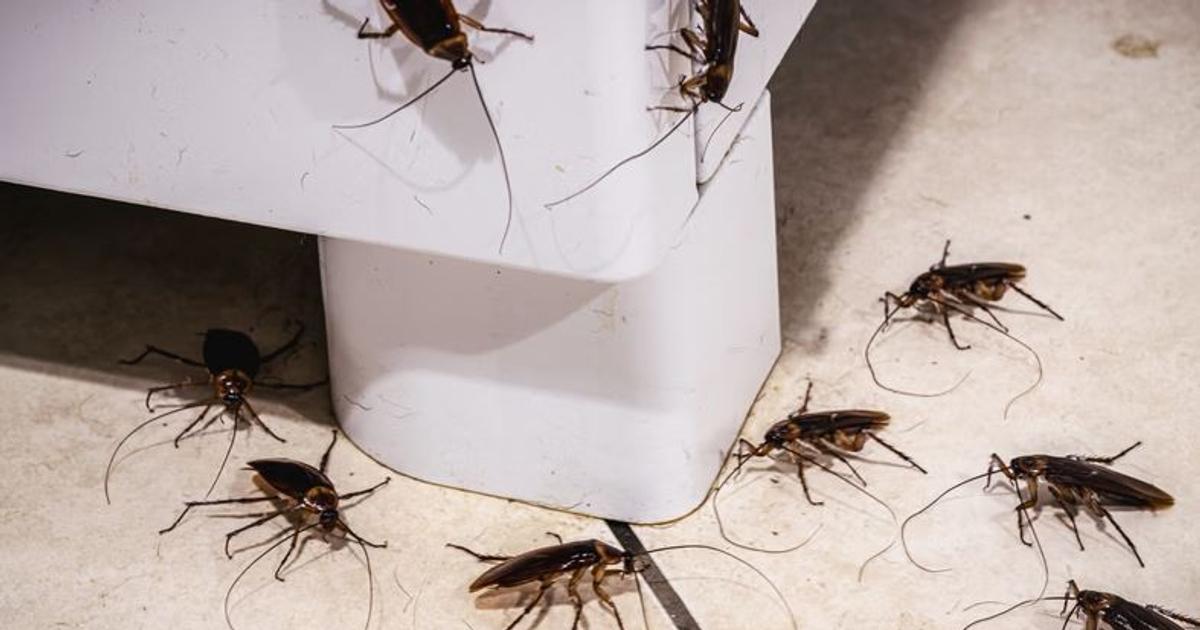 How to get rid of stubborn cockroaches in your home | Pulse Nigeria