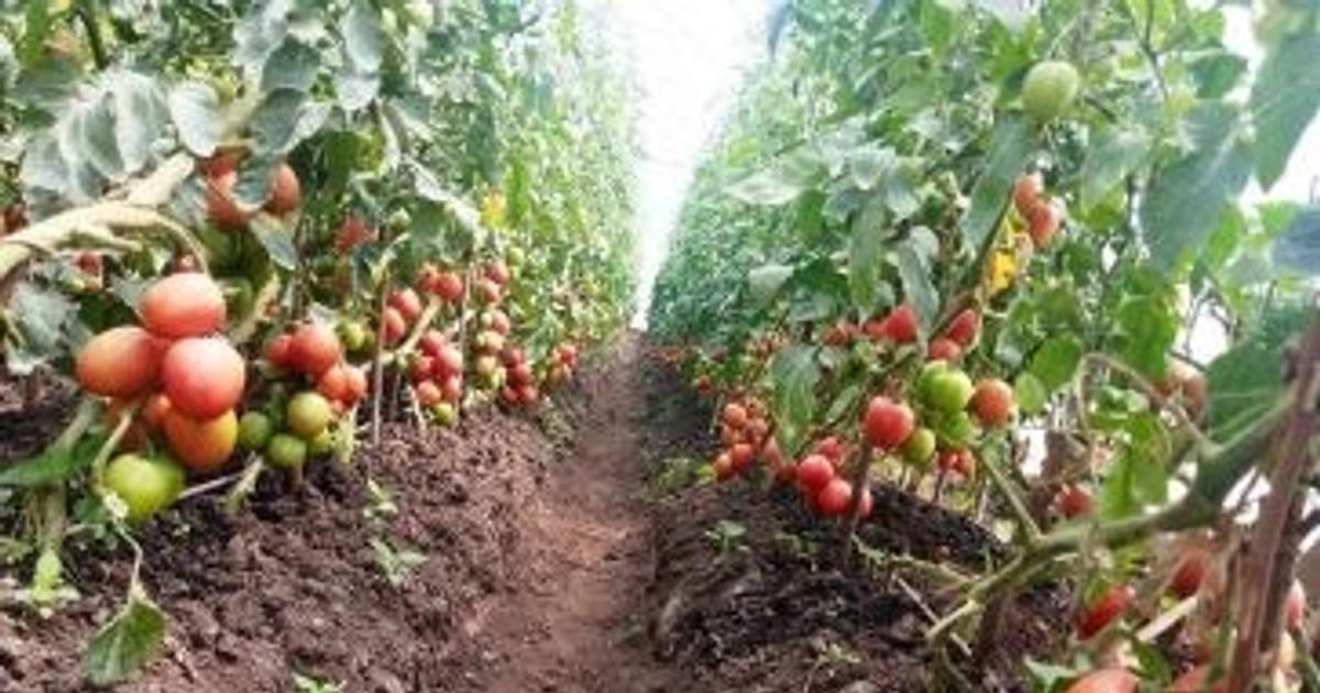 FG distributes tomato seedlings to 500 farmers in Edo | Pulse Nigeria
