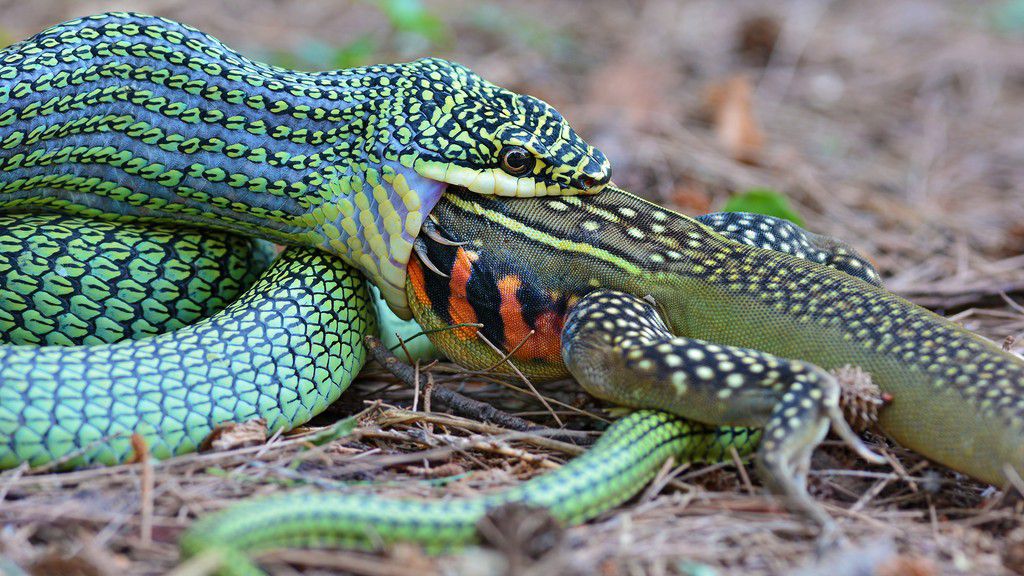 How do snakes digest big animals? | Pulse Nigeria