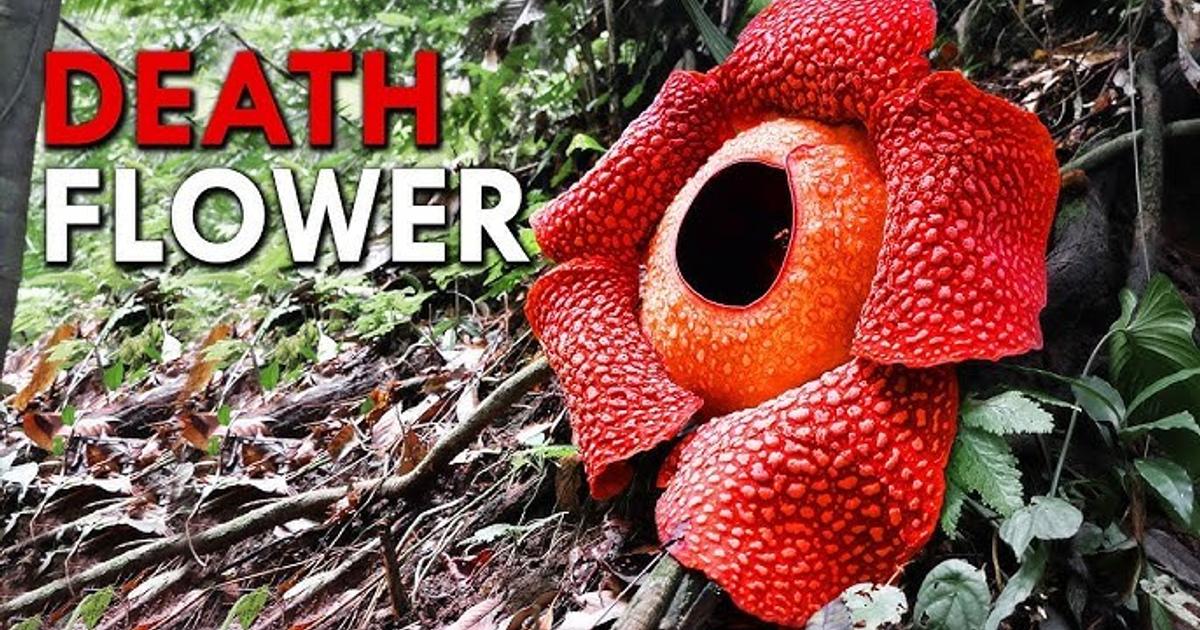 Here’s the worst-smelling but biggest flower in the world | Pulse Nigeria
