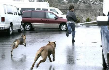 Here are 8 things you can do when you are being chased by a dog | Pulse ...