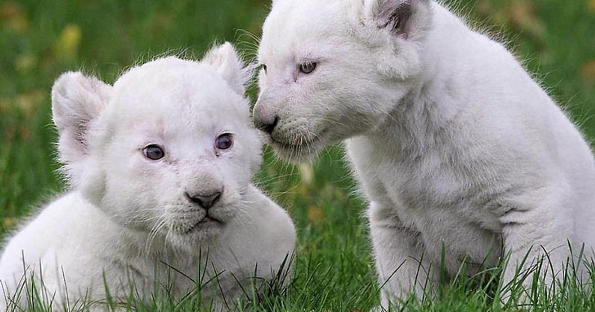 Meet 5 of the world’s most expensive pets | Pulse Nigeria
