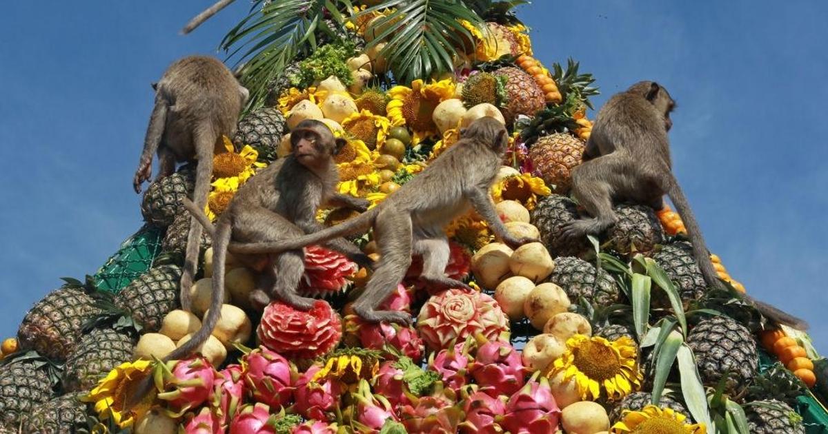 The Monkey Buffet Festival in Thailand where the locals celebrate ...