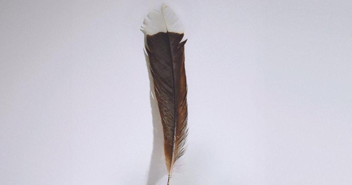 The world's most expensive feather was sold for ₦68 million, here's why ...