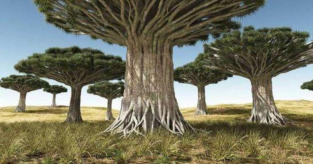 7 oldest living trees in the world | Pulse Nigeria