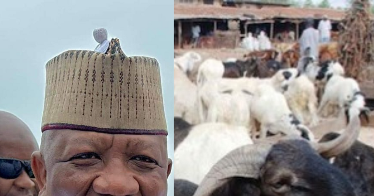 Sen Yari donates 600 rams to his neighbours, poor families for Eid-El ...