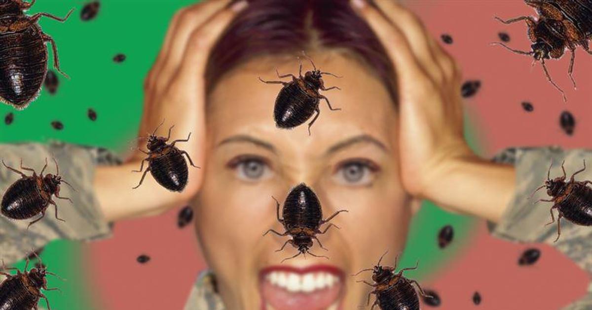 Here's how to tell if your home might be infested with bed bugs | Pulse ...