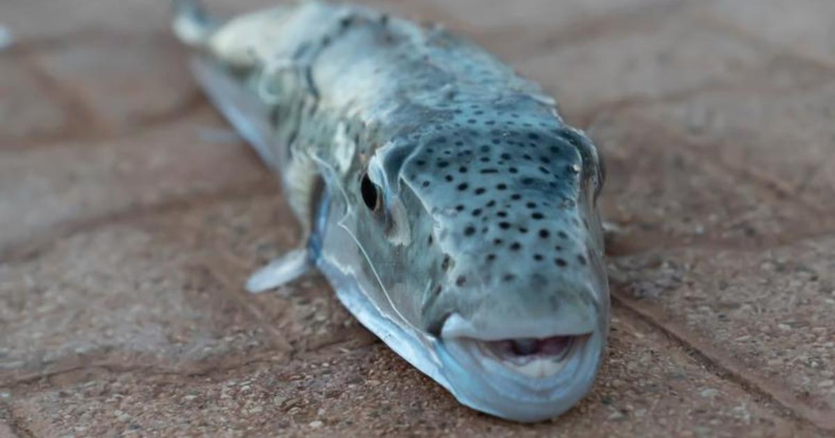The most poisonous fish in the world is also beautiful | Pulse Nigeria