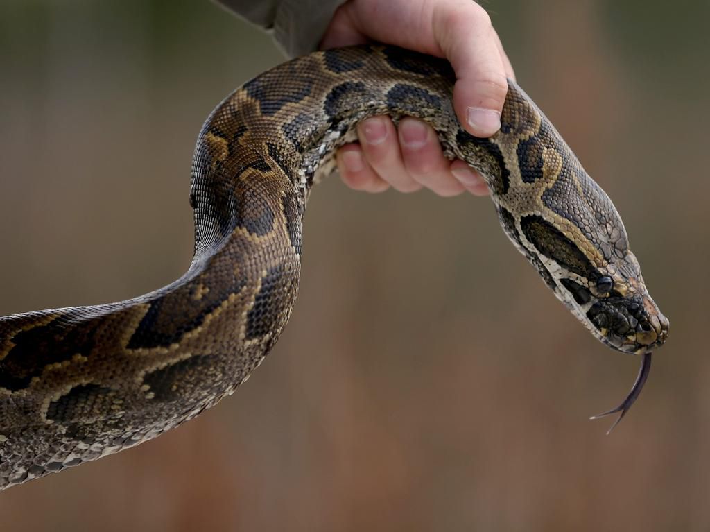 Pythons attack people on this island — there is no shortage of fatal ...