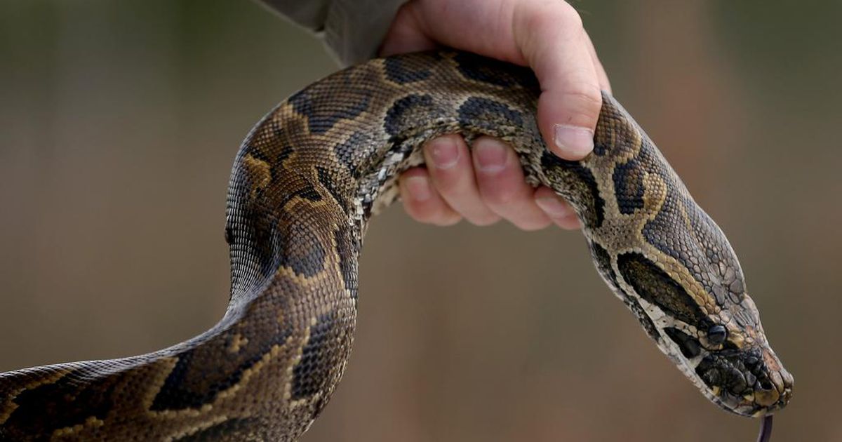 Pythons attack people on this island — there is no shortage of fatal ...