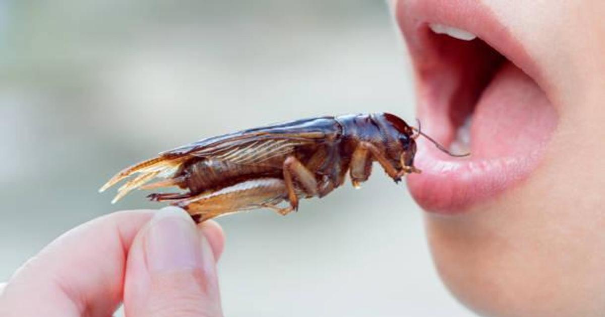 Cockroaches and 7 other weird foods from around the world | Pulse Nigeria