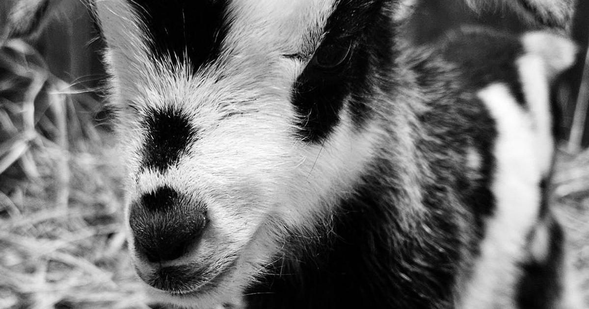 Zoo visitors blamed for tragic death of goat who just gave birth ...