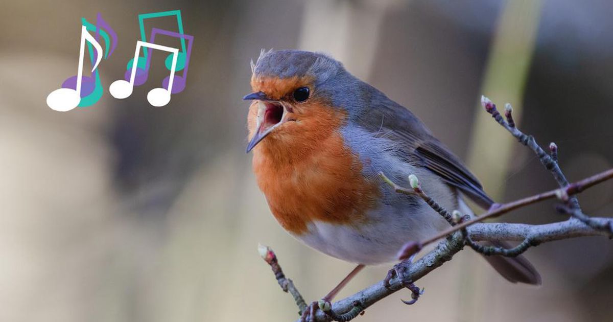 What is the spiritual meaning of a bird singing over your head? | Pulse ...