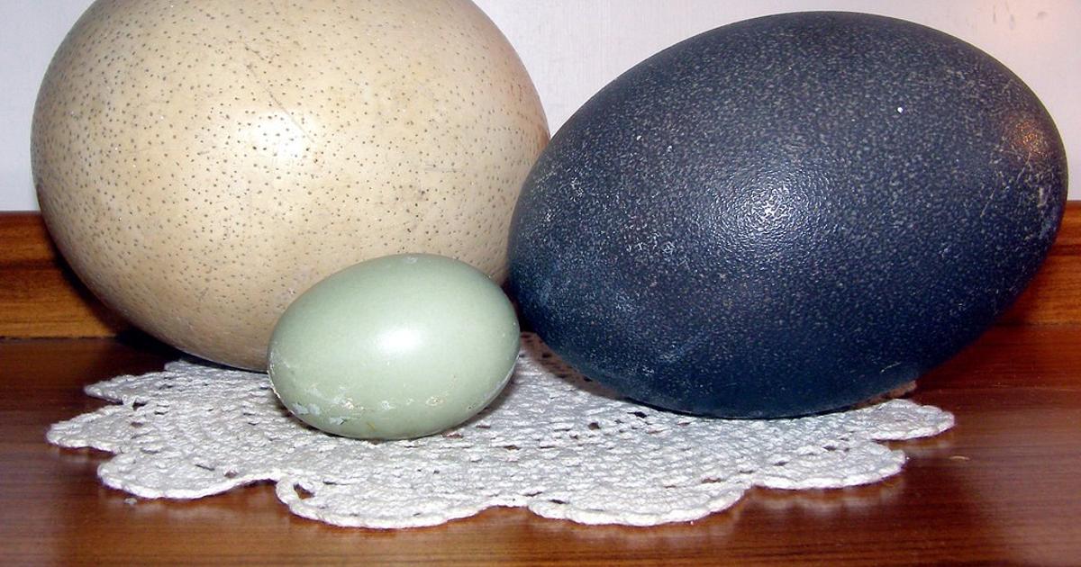 5 unusual animal eggs you can eat | Pulse Nigeria