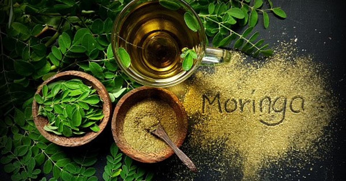 Here’s why you should add moringa to your diet | Pulse Nigeria
