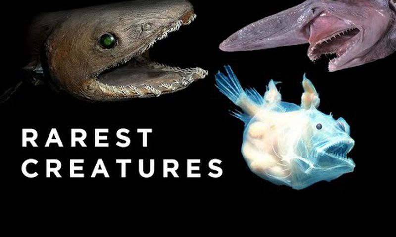 5 rare sea creatures you didn’t know existed | Pulse Nigeria