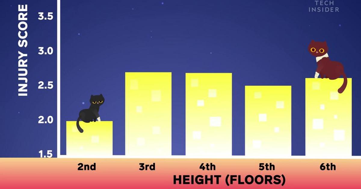 How cats can survive falling 32 stories high with limited injuries ...