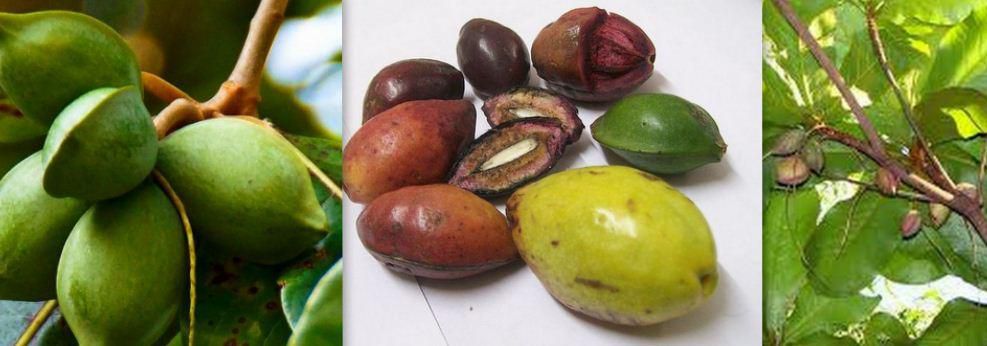 You probably didn't know the names of these popular Nigerian fruits ...