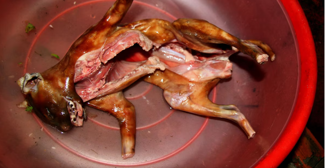 "Dibi haoussa", "Frokh Thiaya"... : le chat à toutes les sauces à la ...