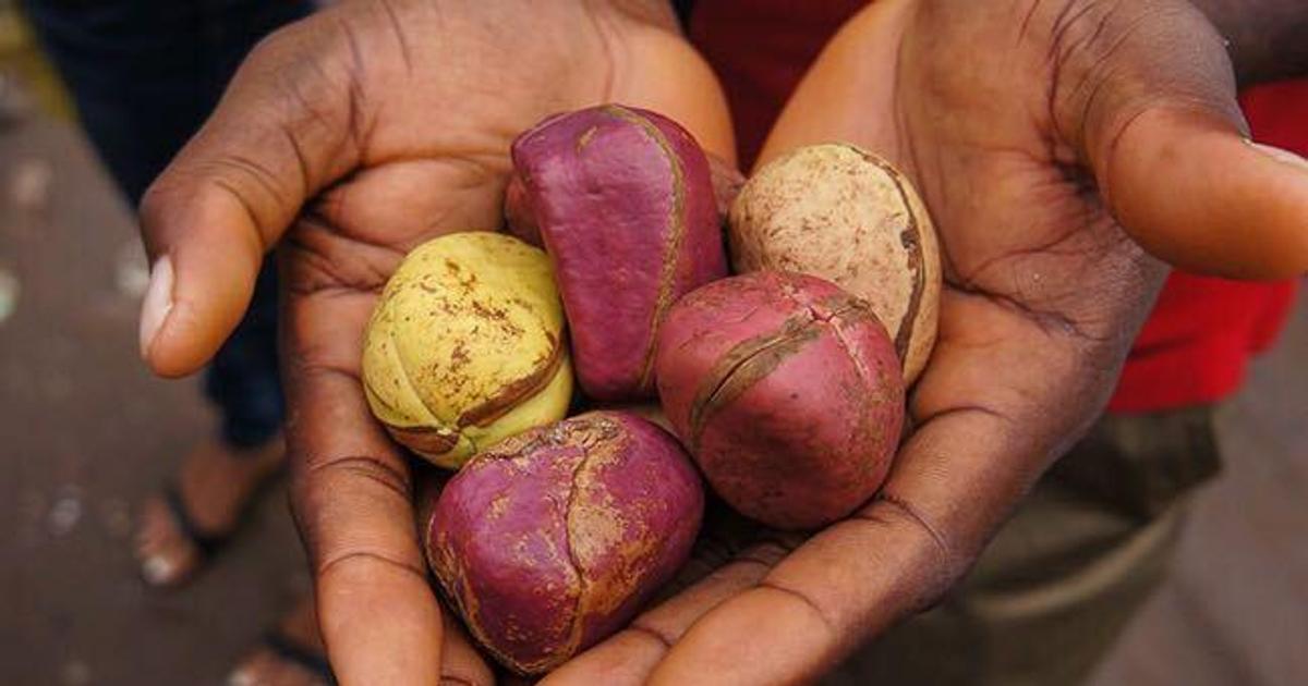 Le cola dans les cultures africaines | Senegal