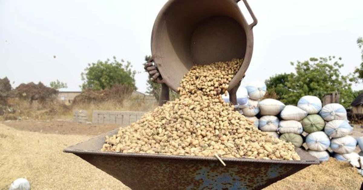 Arachide : le prix du kilo fixé à 250 FCFA | Senegal
