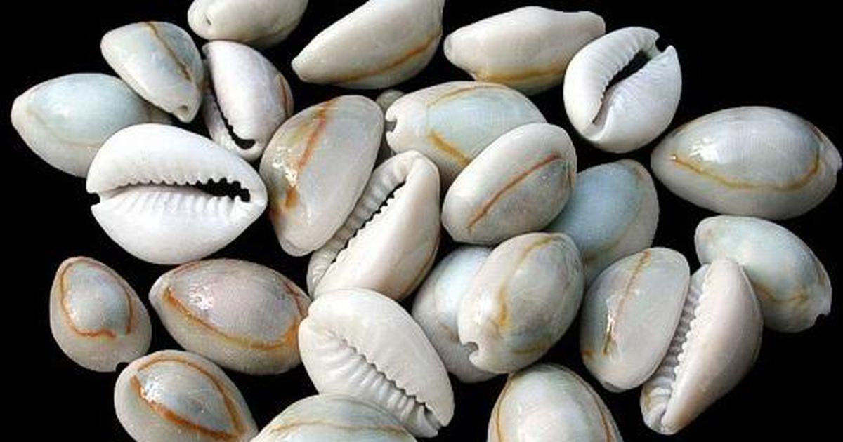 Découverte : les origines des cauris, leur signification et leur ...