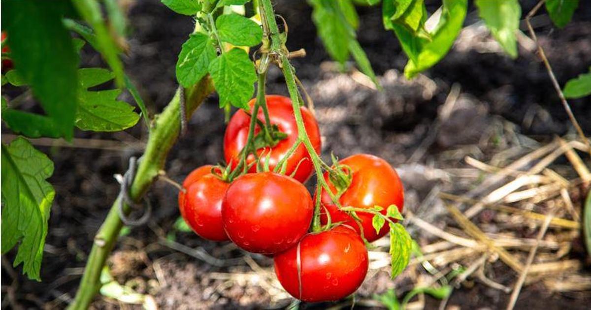 Why do tomatoes crack sometimes? Here's how to deal with it | Pulse Uganda