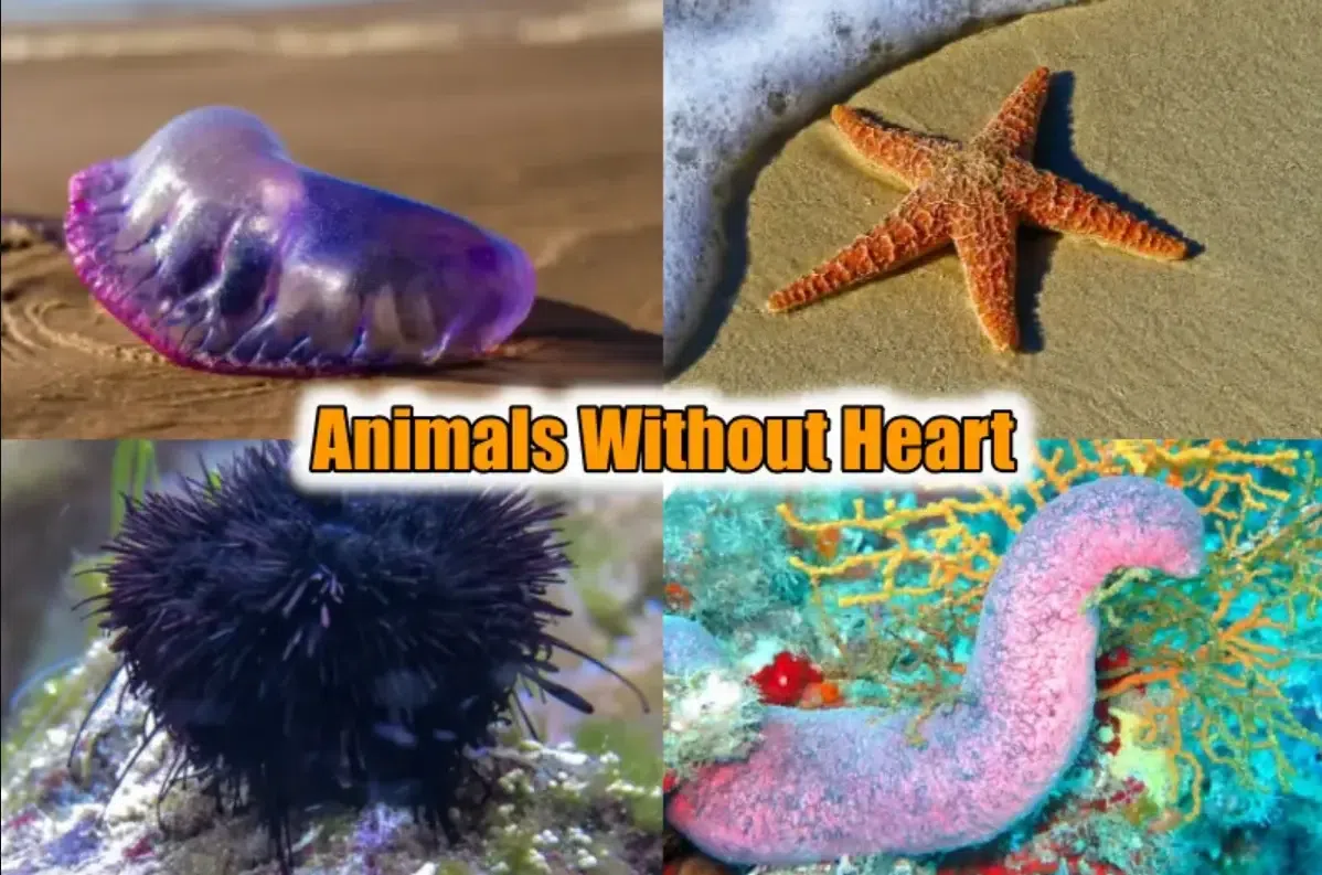 5 creatures that can live without a heart | Pulse Uganda