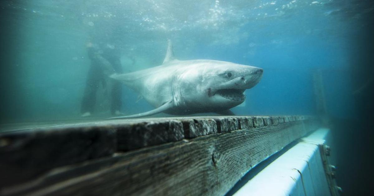 A great white shark was in the Long Island sound! (or maybe not ...