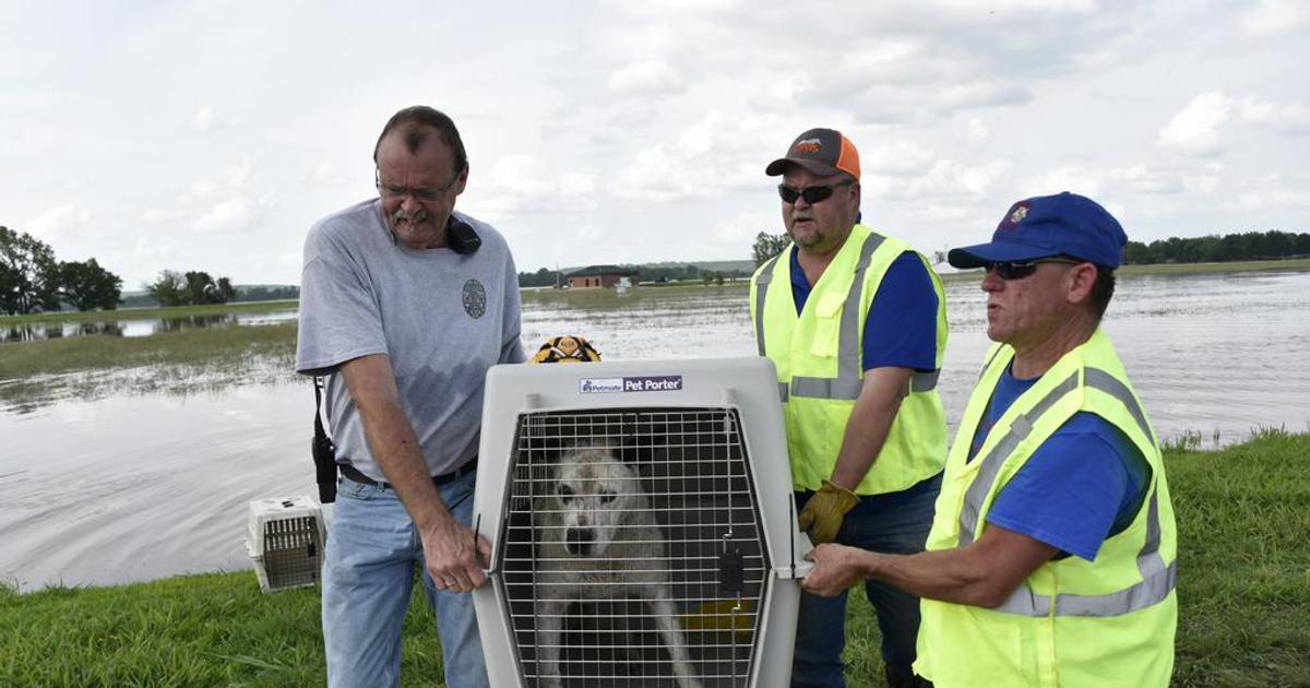 Saving Charlie: The rush to rescue pets in a watery ghost town | Pulse ...