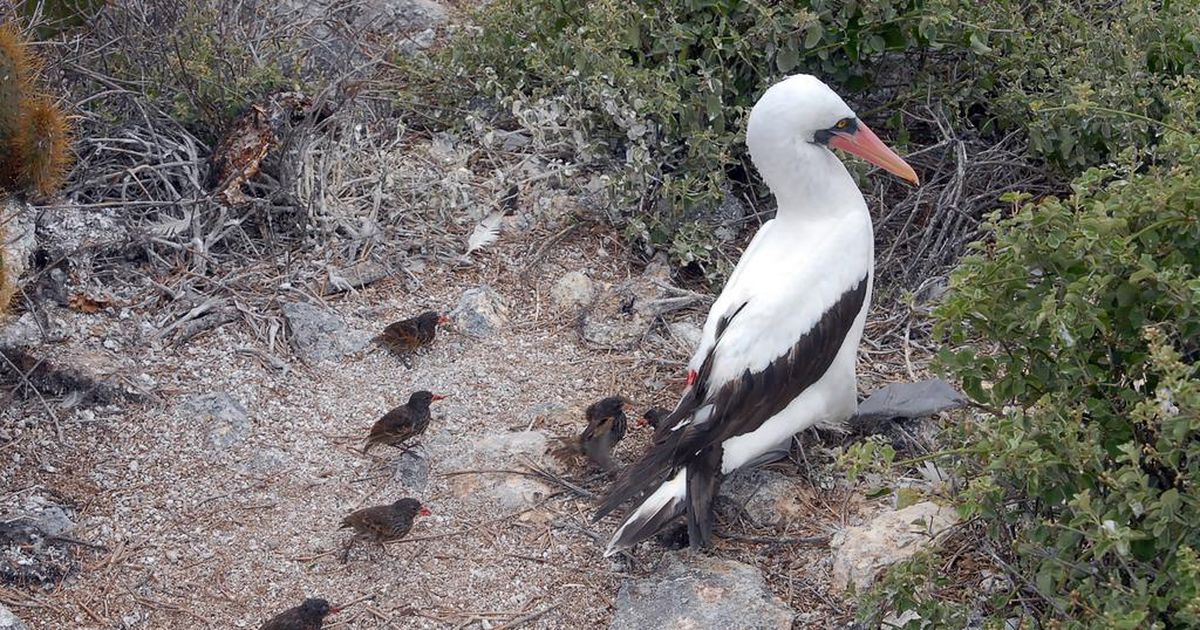 The vampire birds of the galápagos have fascinating inner lives | Pulse ...