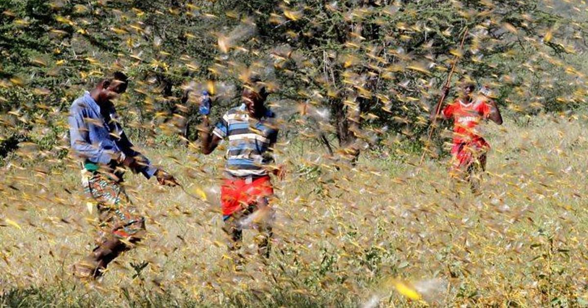 These locusts are too old and are about to die- CS Munya says | Pulse ...