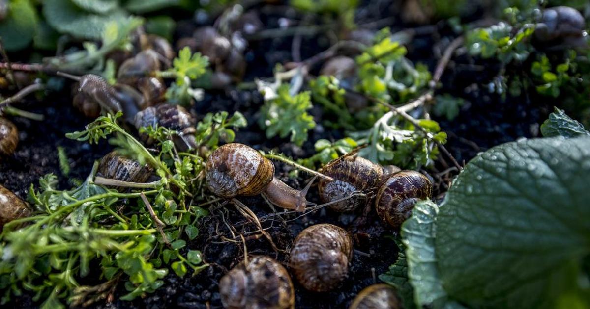 How a Long Island Chef Became a Certified Snail Farmer | Pulse Uganda